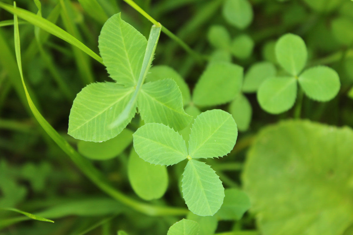 Blog | FROSTY Berseem Clover Testimonials, Tips, & More